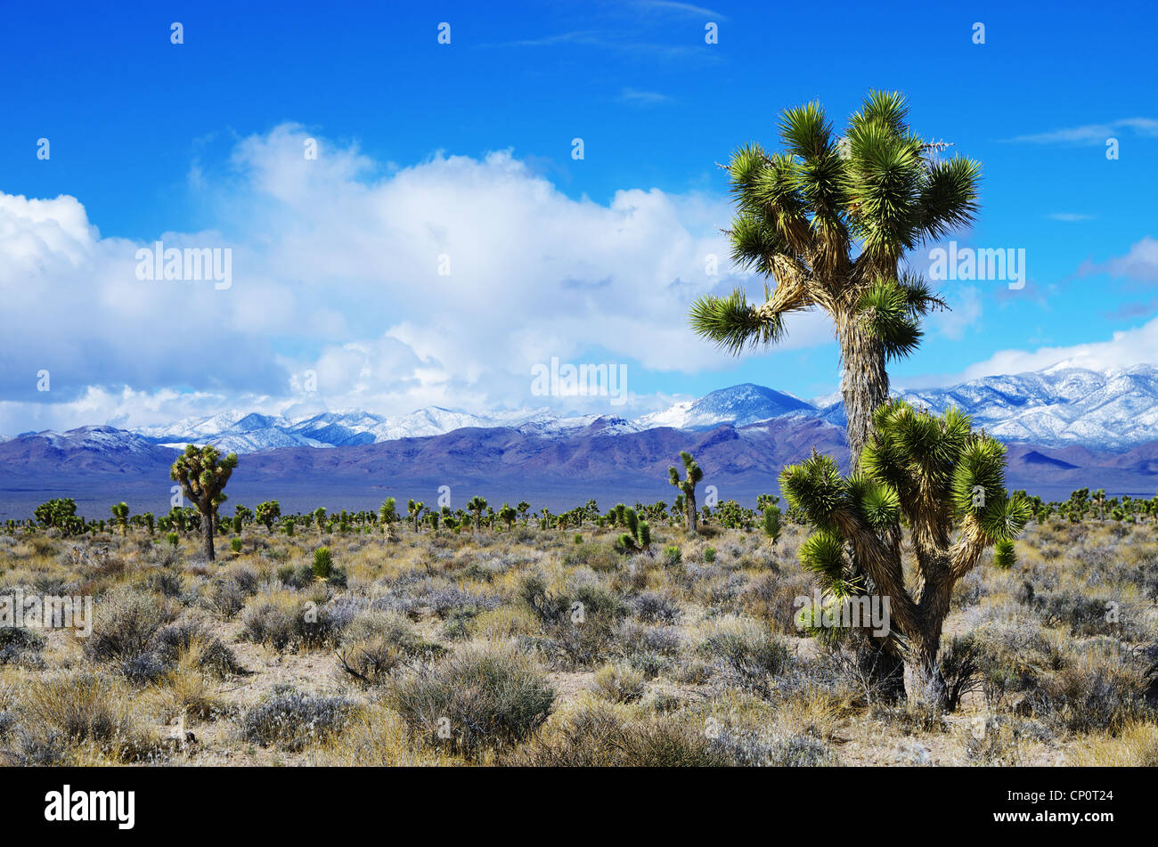 Desert covered with snow hi-res stock photography and images - Alamy