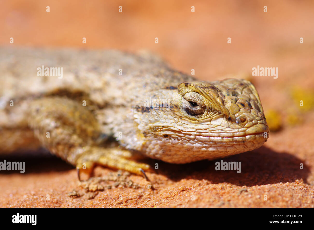 Lizard head hi-res stock photography and images - Alamy