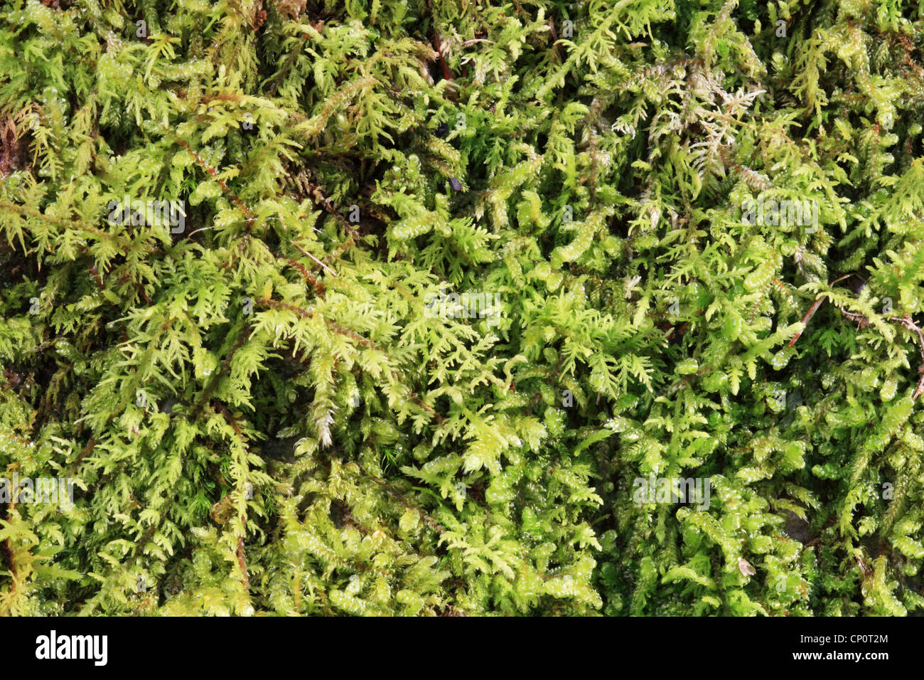 green moss background close up macro image Stock Photo - Alamy