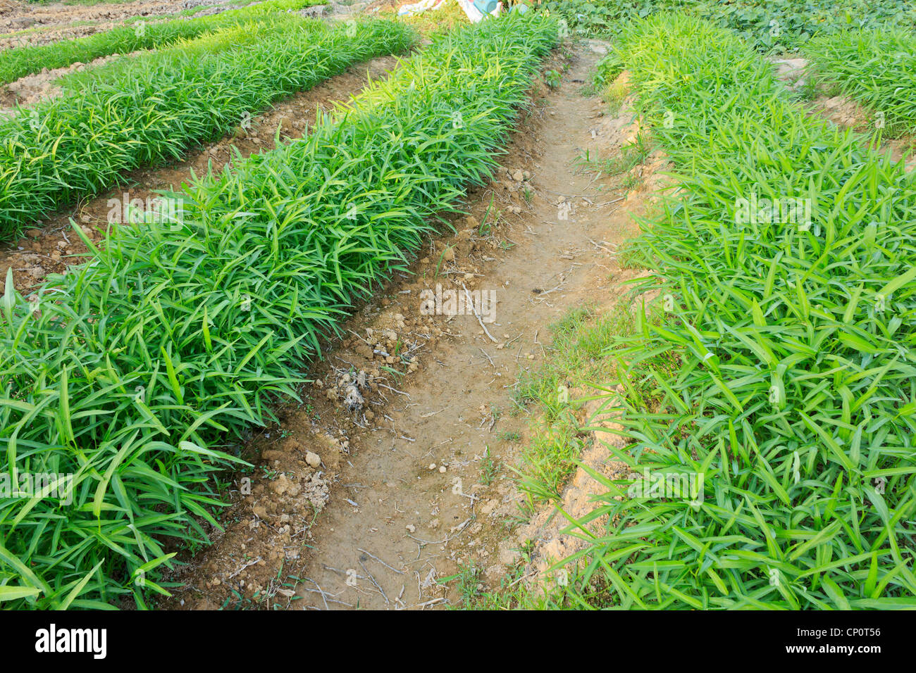 Morning glory vegetable farm in Thailand Stock Photo - Alamy