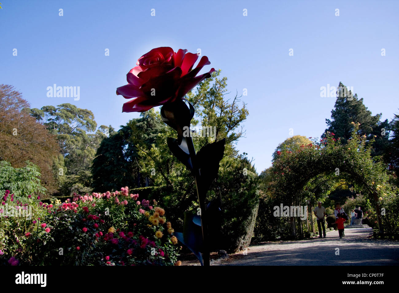 New zealand red roses hi-res stock photography and images - Alamy