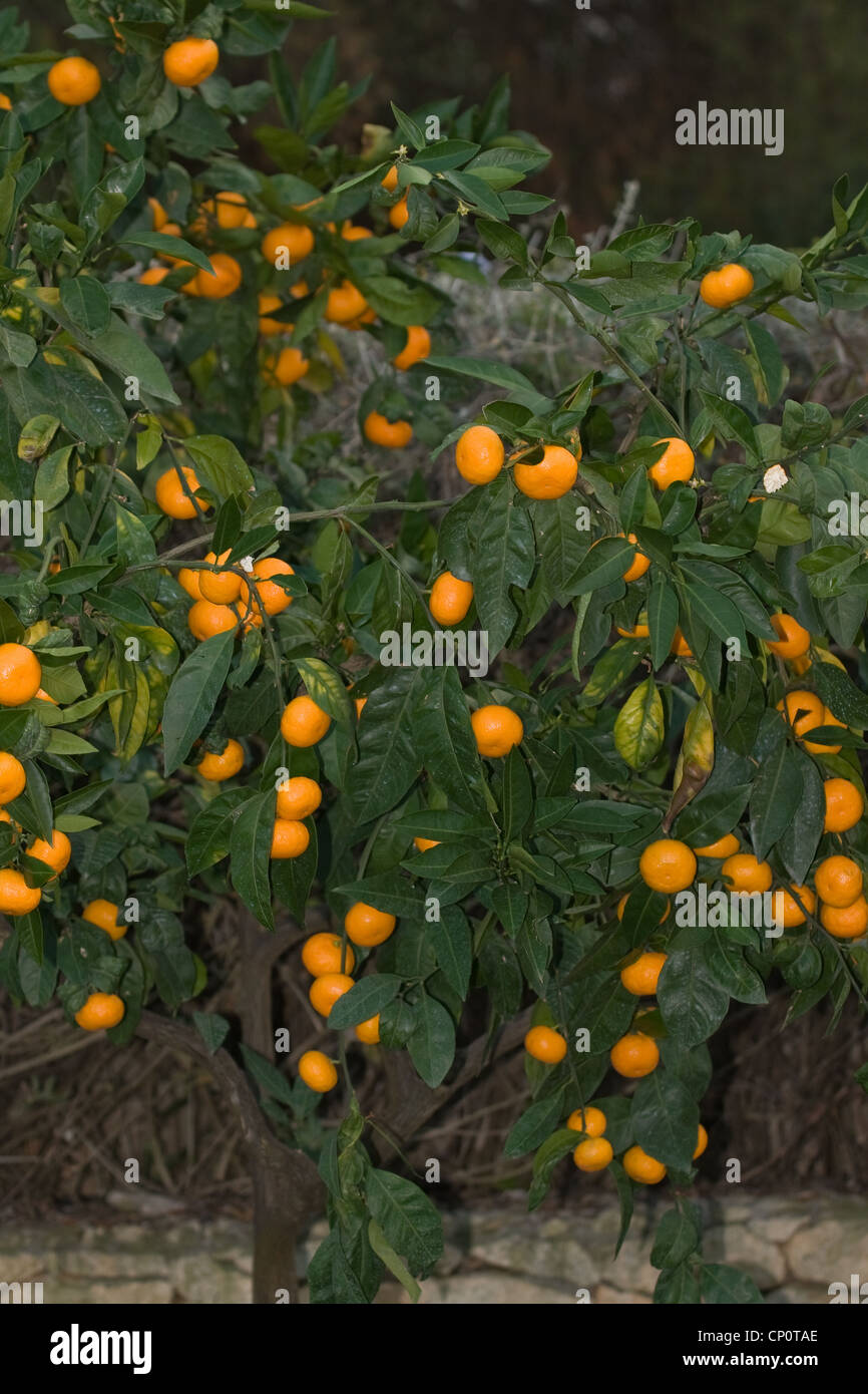 China orange tree hi-res stock photography and images - Alamy