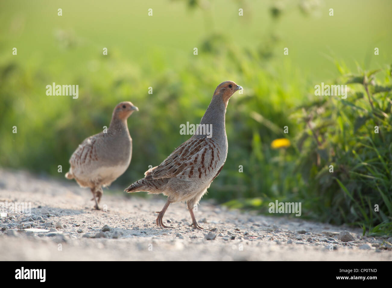 Grey partridges male and female gravel road Holland Europe Stock Photo ...