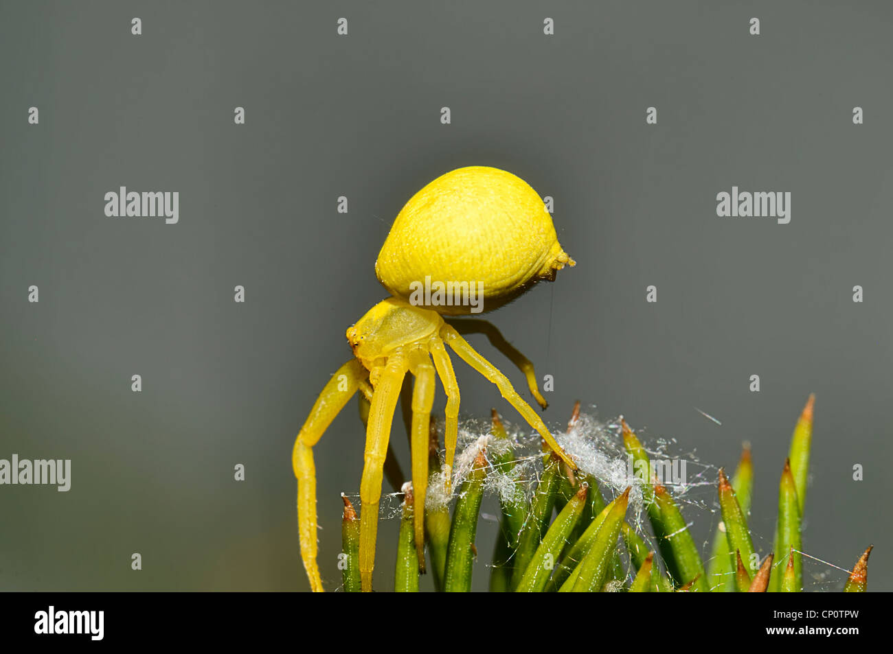 The spider sitting on a pine branch Stock Photo - Alamy
