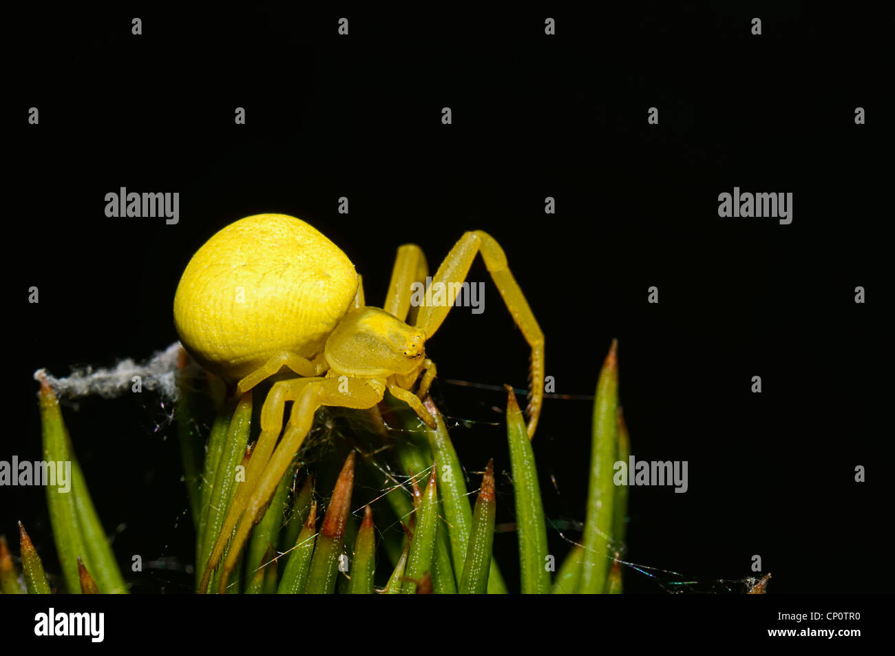 The spider sitting on a pine branch Stock Photo - Alamy
