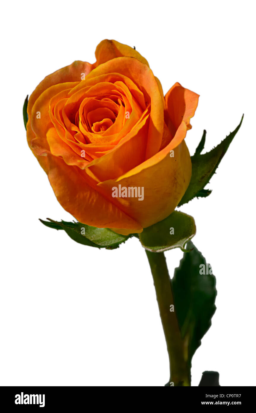 Tea rose on a grey background Stock Photo - Alamy