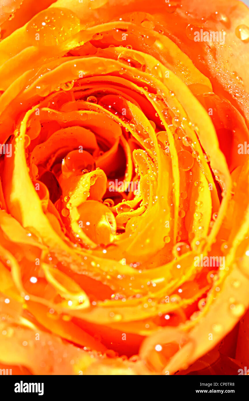 The tea rose photographed close up Stock Photo - Alamy