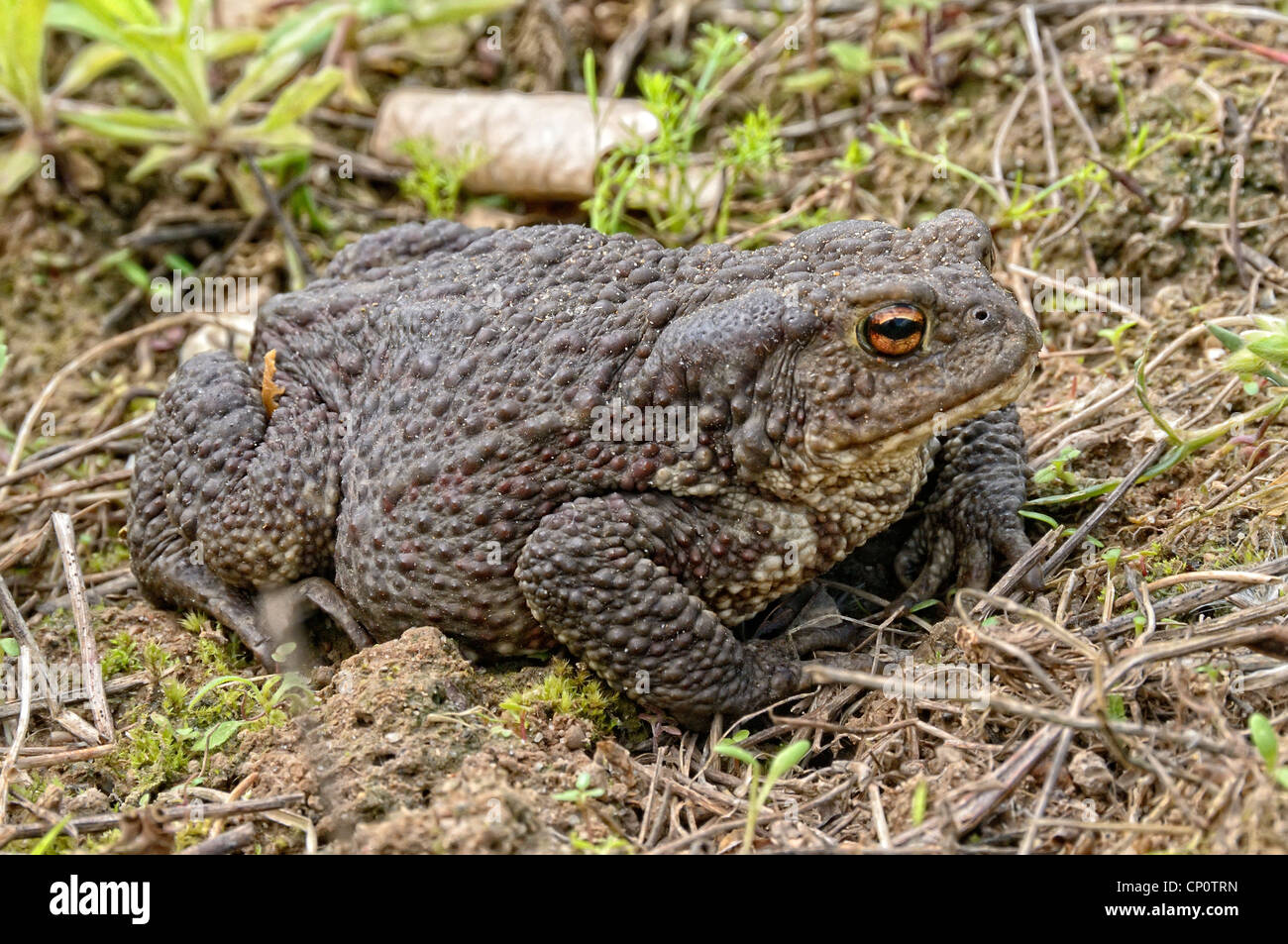 Toads hi-res stock photography and images - Alamy
