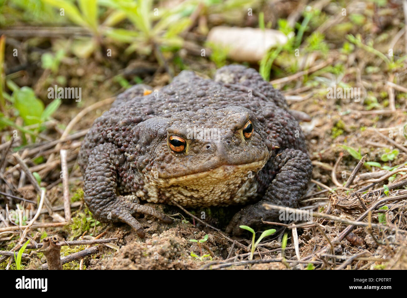 Warty toads hi-res stock photography and images - Alamy