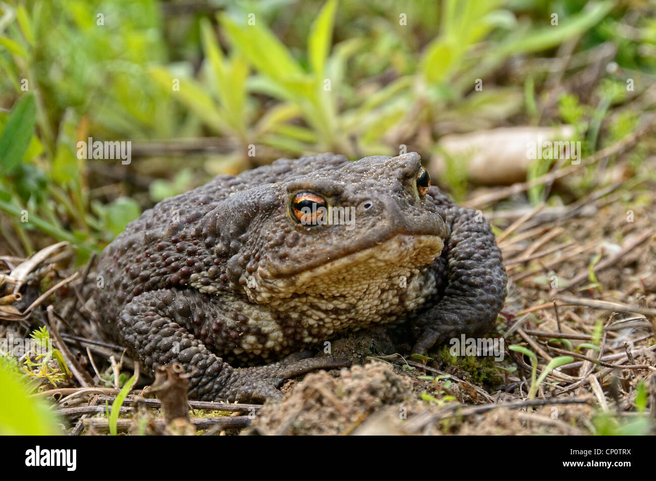 Warty toads hi-res stock photography and images - Alamy