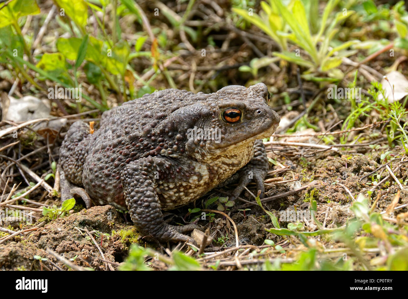 Cute toads hi-res stock photography and images - Alamy