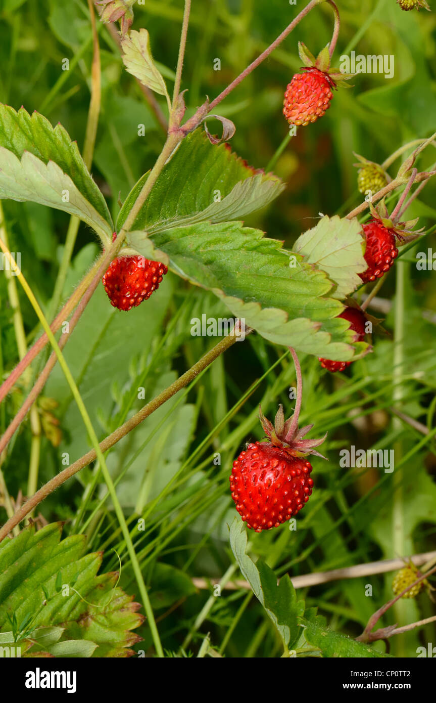 The wild strawberry photographed close up Stock Photo - Alamy