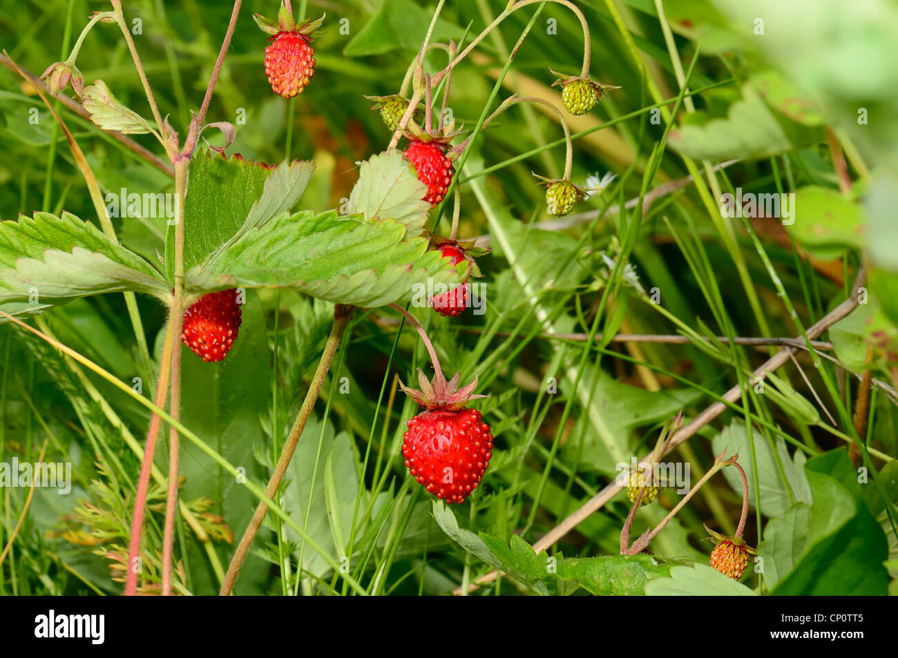 The wild strawberry photographed close up Stock Photo - Alamy