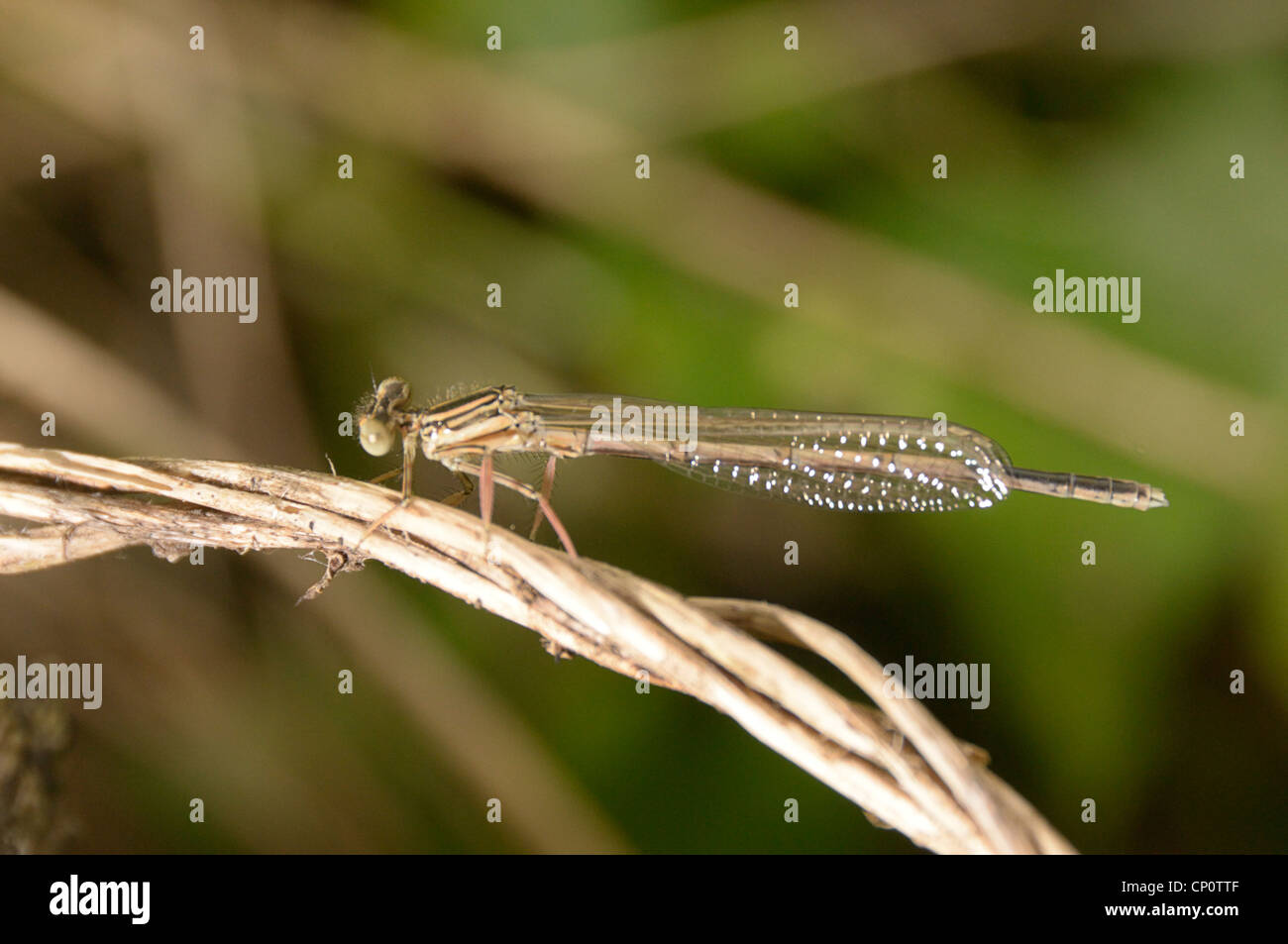 Dragonfly wing close up hi-res stock photography and images - Alamy