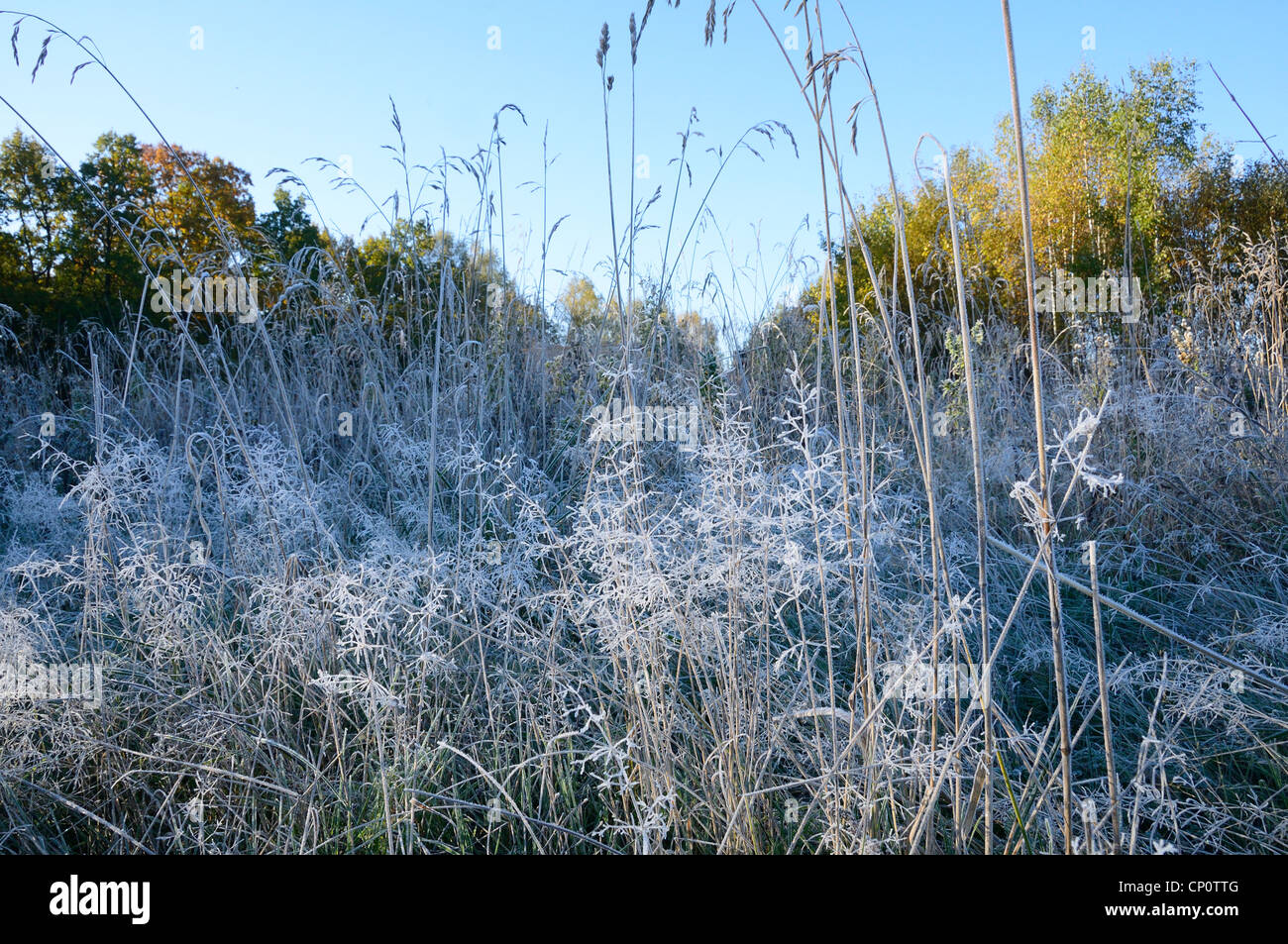 Grass covered ice frost hi-res stock photography and images - Alamy