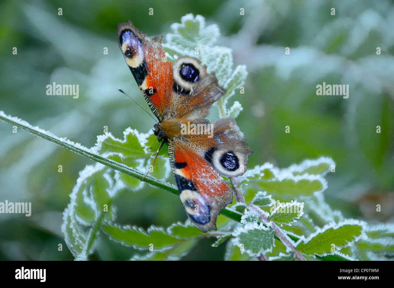 Butterfly snow hi-res stock photography and images - Alamy