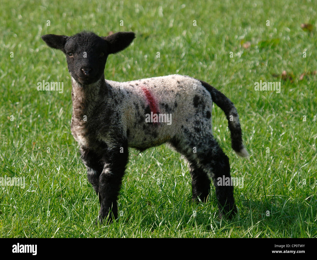 Black lamb uk hi-res stock photography and images - Alamy