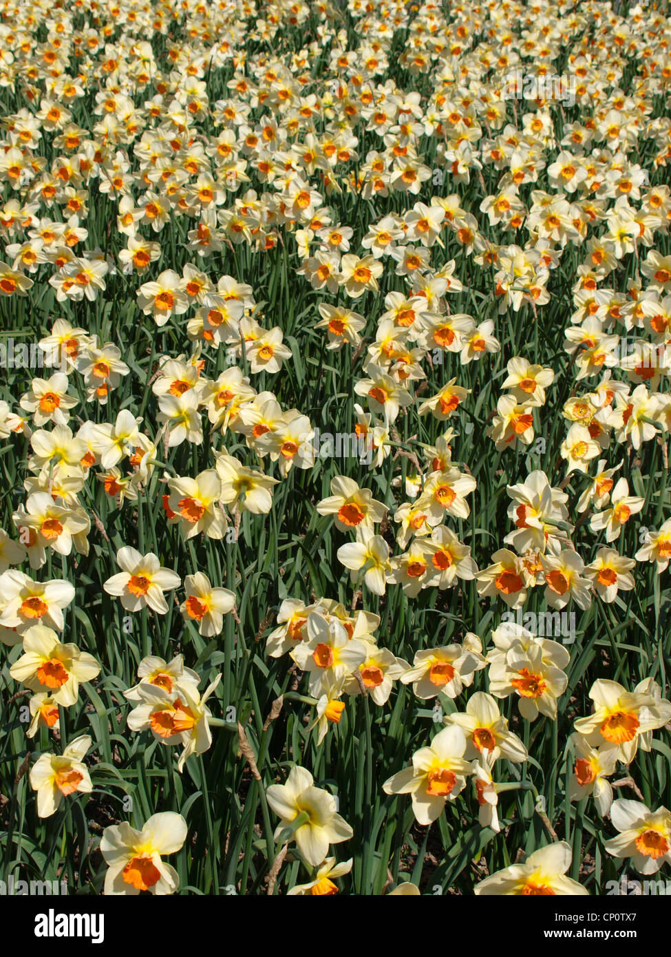 Daffodils uk hi-res stock photography and images - Alamy