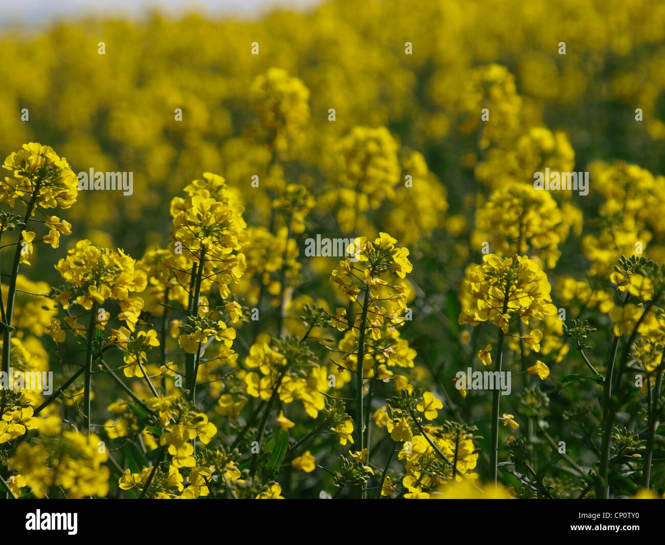 Oilseed rape flowers, rapeseed/canola, UK Stock Photo - Alamy