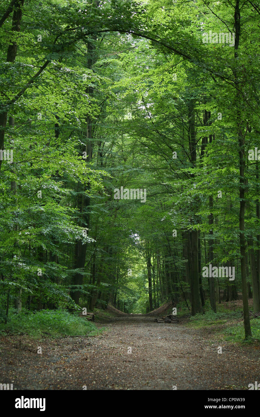 Woodland path trees hi-res stock photography and images - Alamy