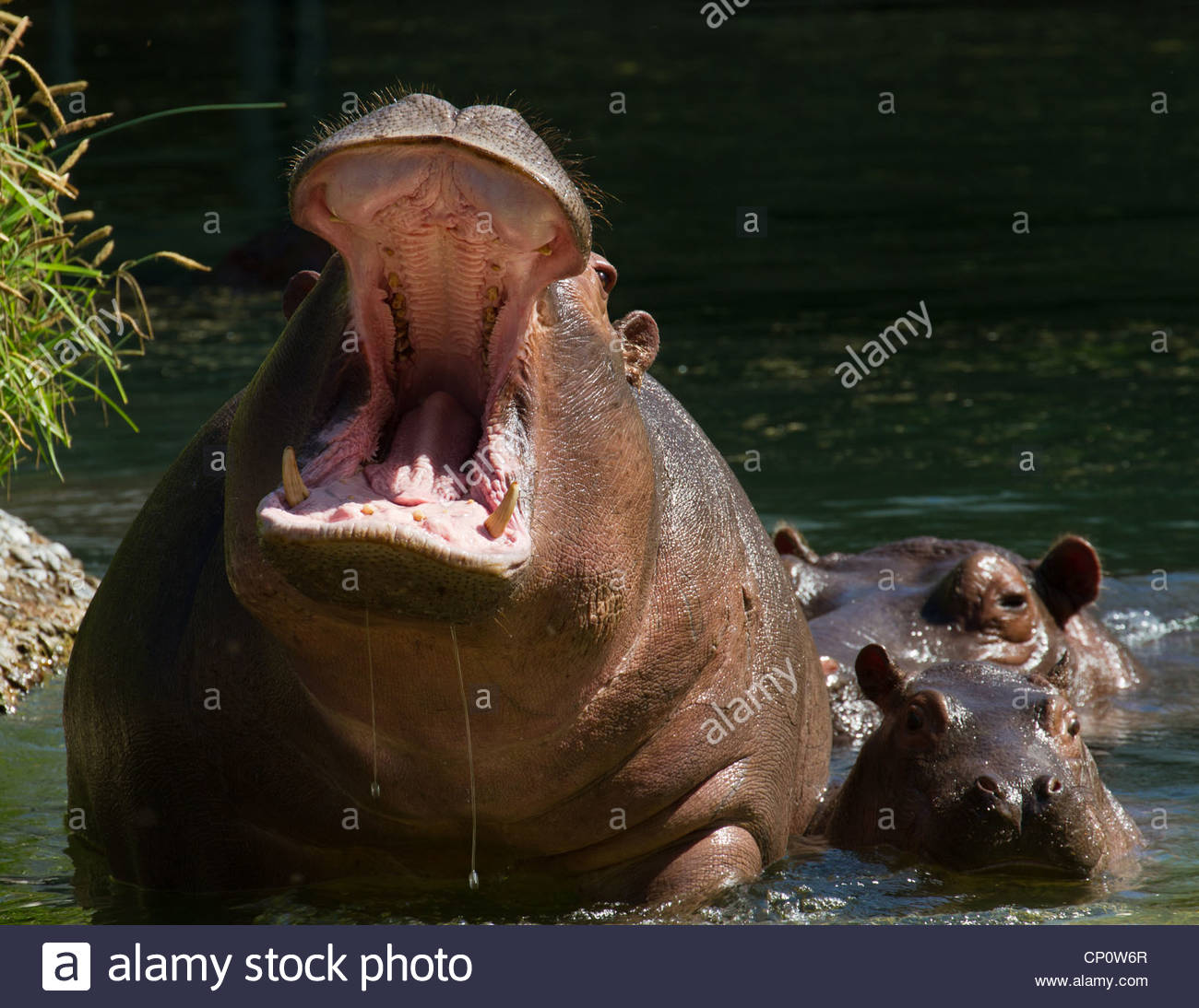 Hippo Open Mouth Stock Photos & Hippo Open Mouth Stock Images - Alamy