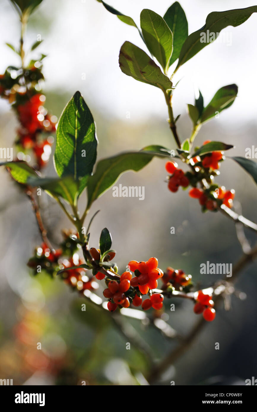 Coprosma robusta 's drupes on Abel Tasman Coast Track, Nelson Stock ...
