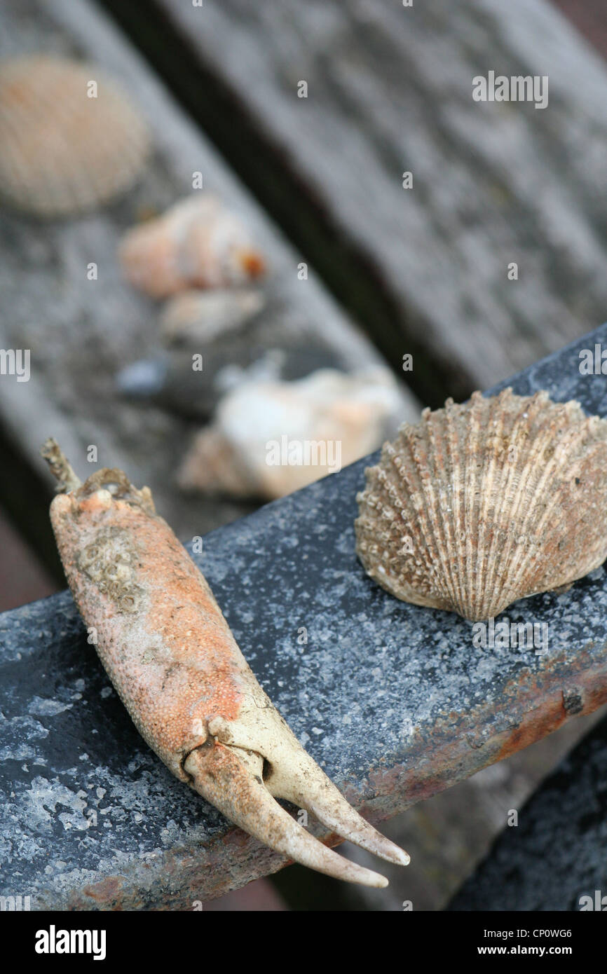 claw and shells Stock Photo - Alamy