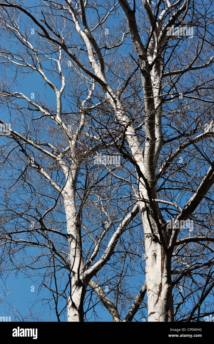 Branches of a white poplar against the dark blue sky Stock Photo - Alamy