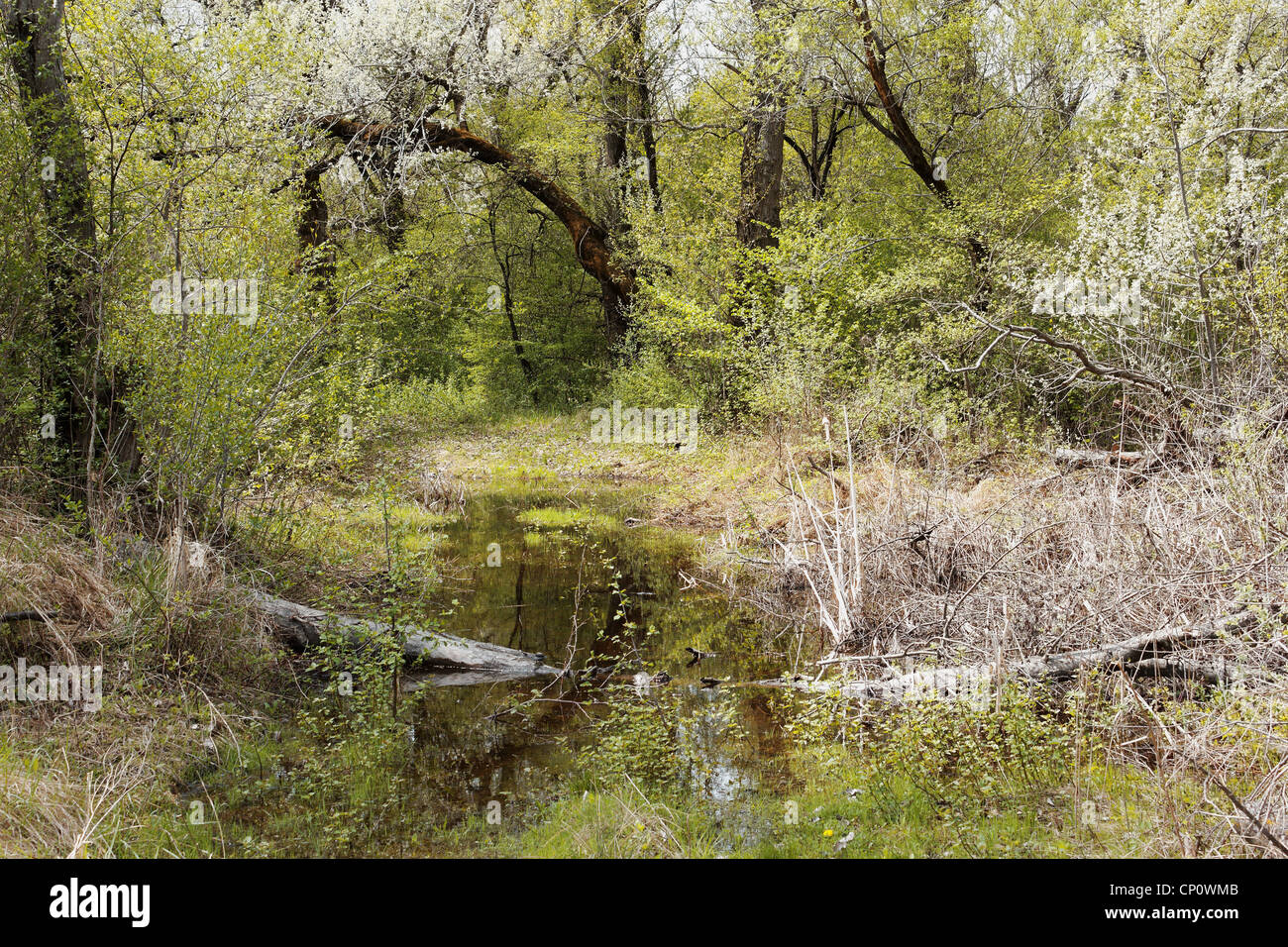 Forest in the early spring Stock Photo - Alamy
