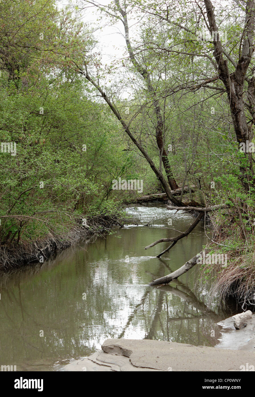 The river in spring forest Stock Photo - Alamy
