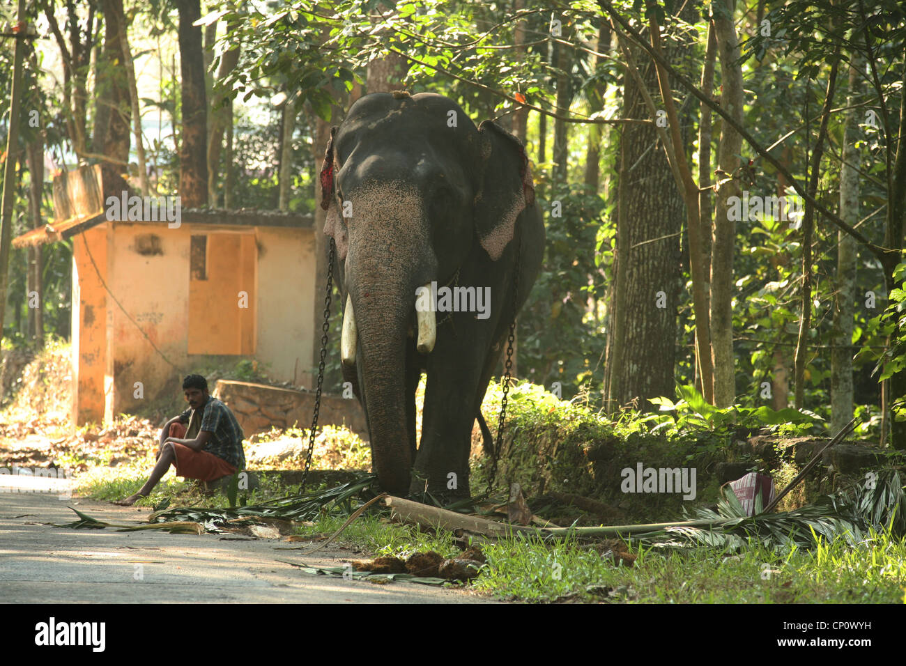 Elephant carrying heavy hi-res stock photography and images - Alamy