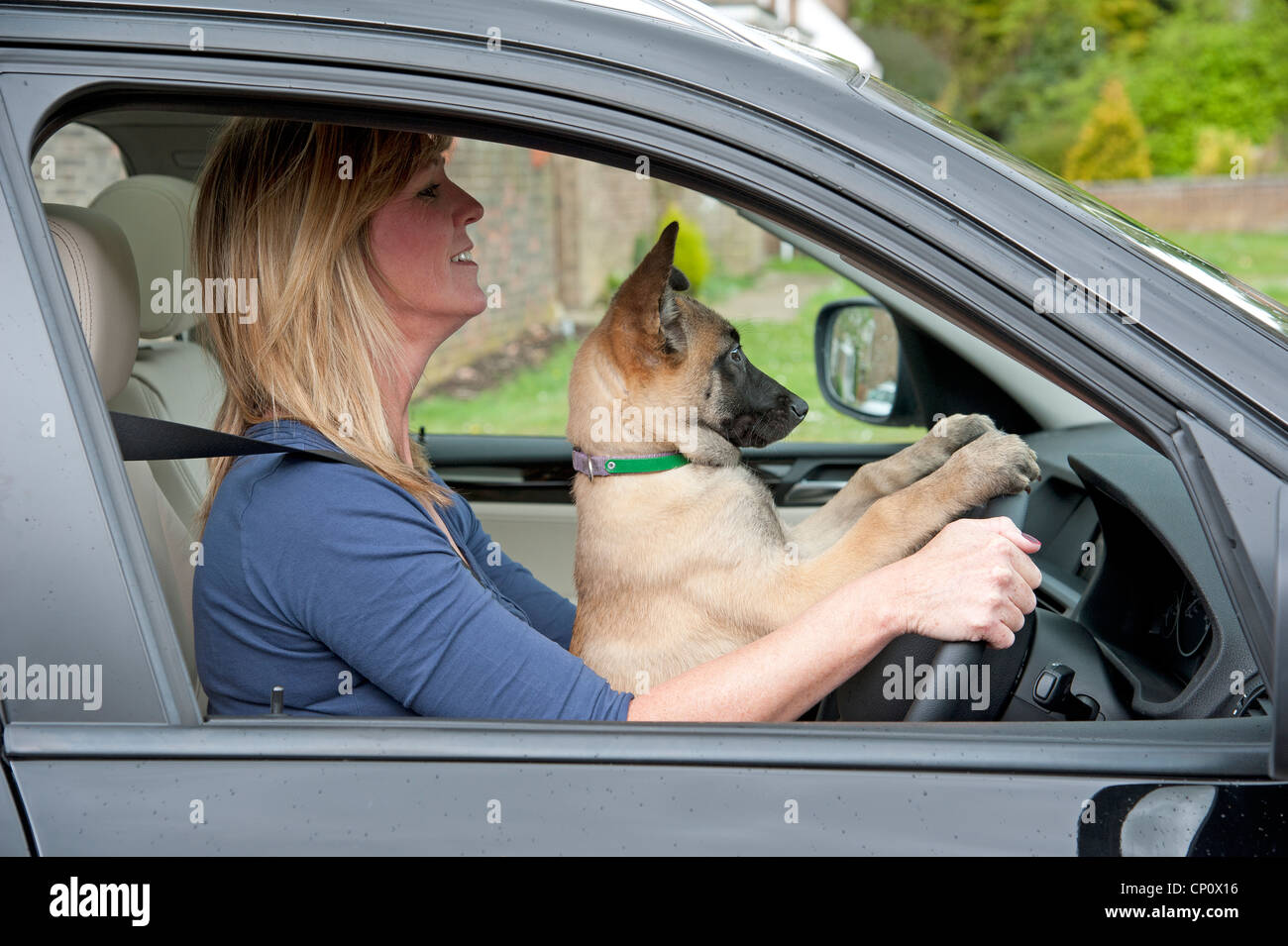 Female belgian shepherd hi-res stock photography and images - Alamy