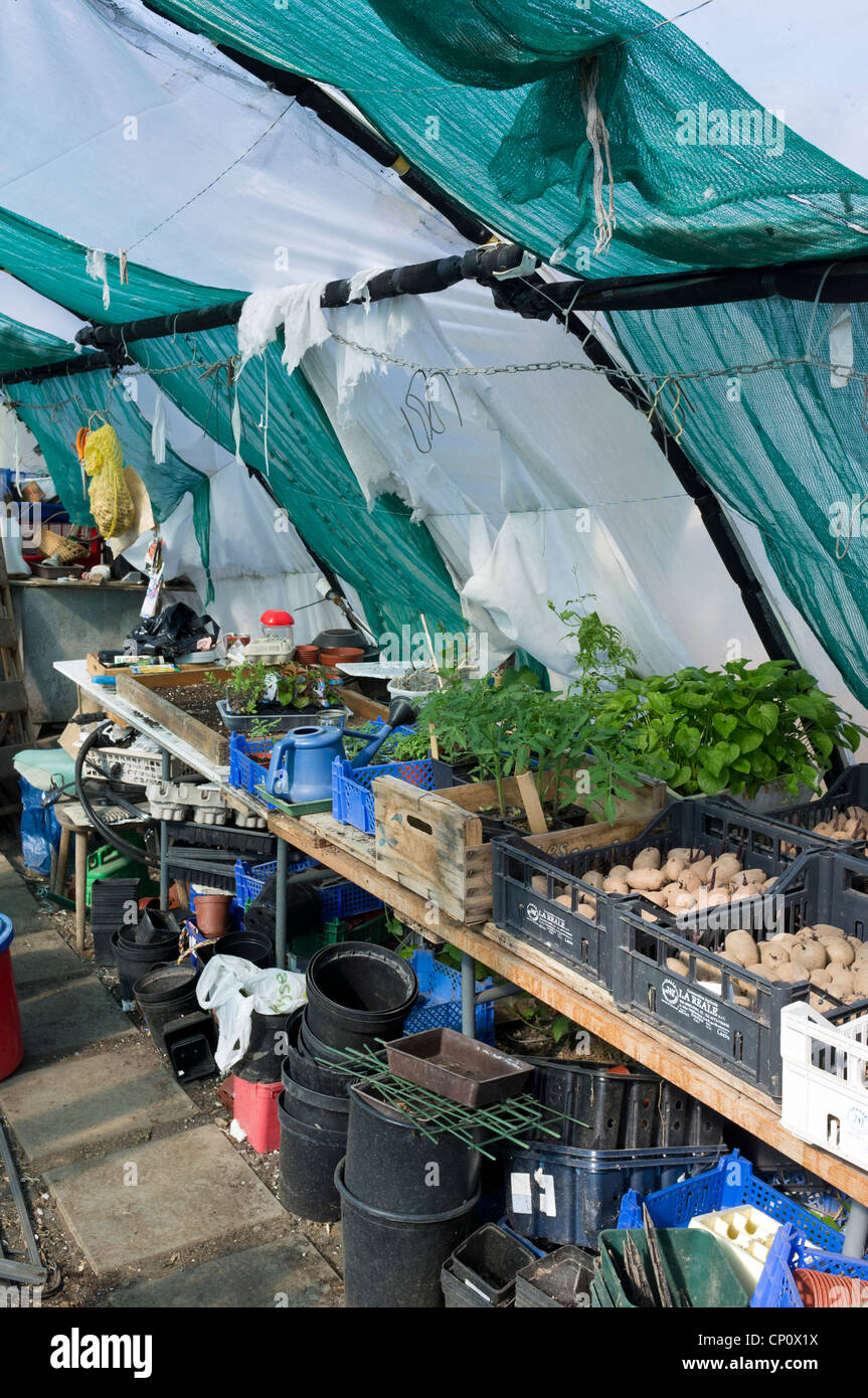 Inside a gardeners shed with seed trays and seedlings Stock Photo - Alamy