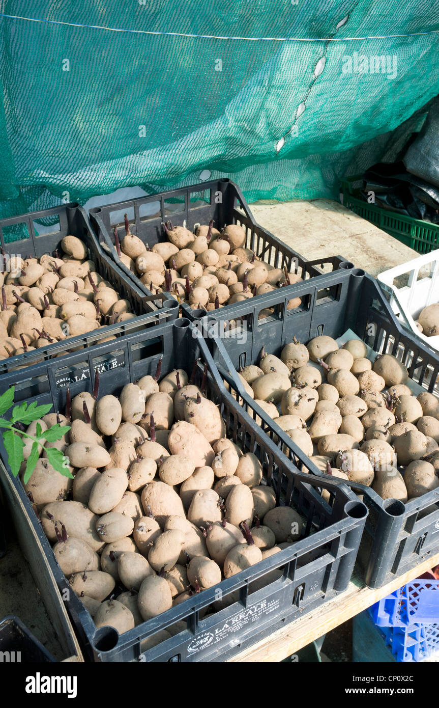 Potato seed shed hi-res stock photography and images - Alamy