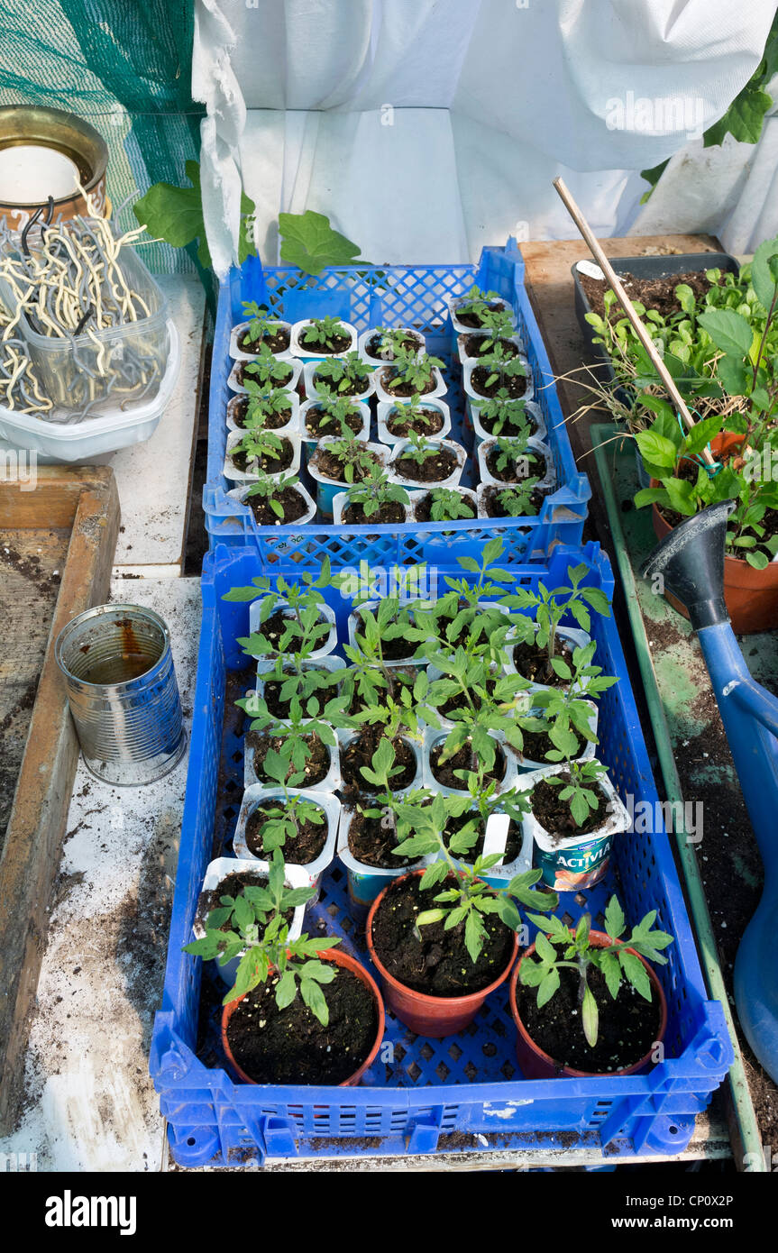 Inside a gardeners shed with seed trays and seedlings Stock Photo - Alamy