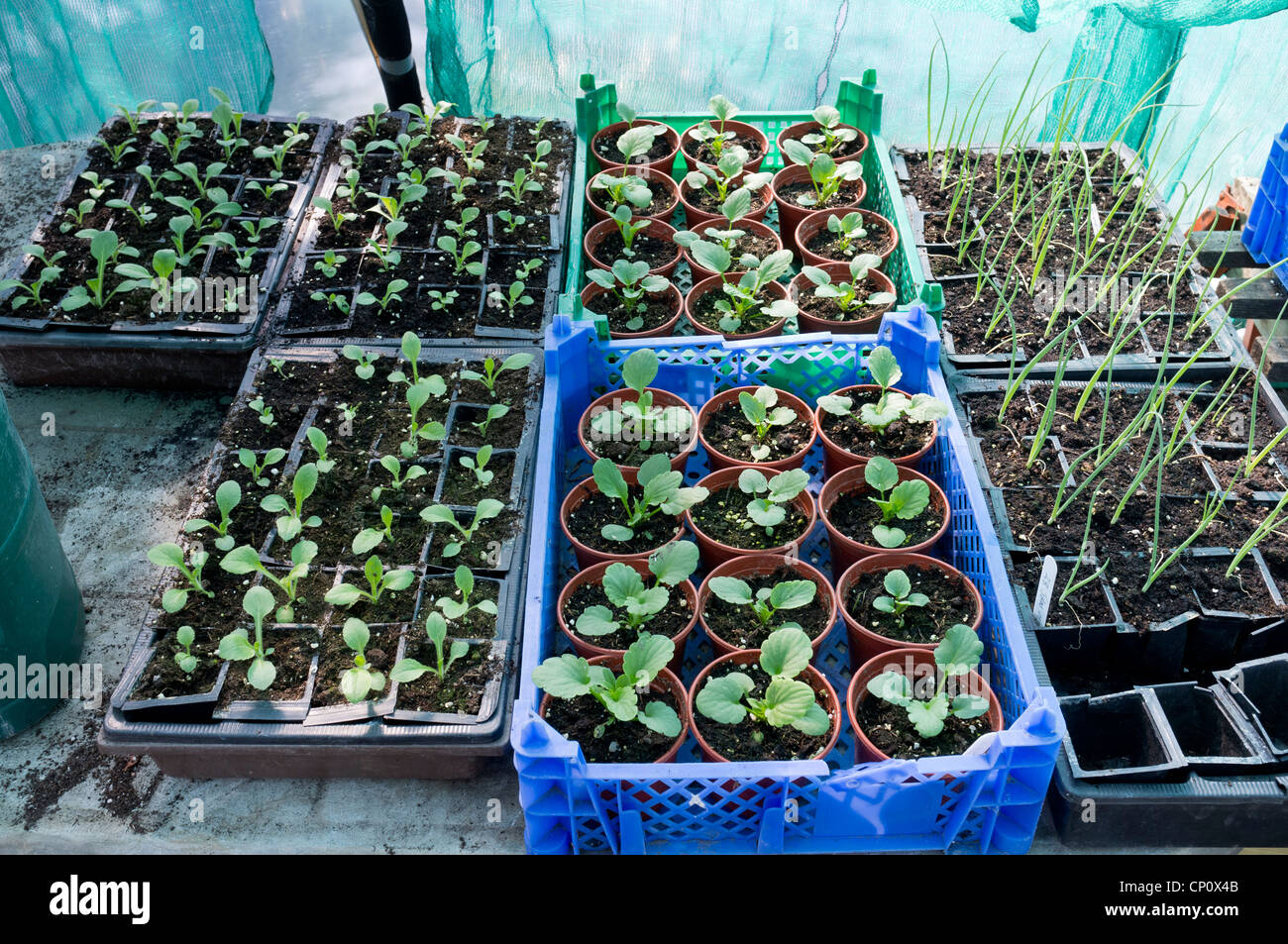 Inside a gardeners shed with seed trays and seedlings Stock Photo - Alamy