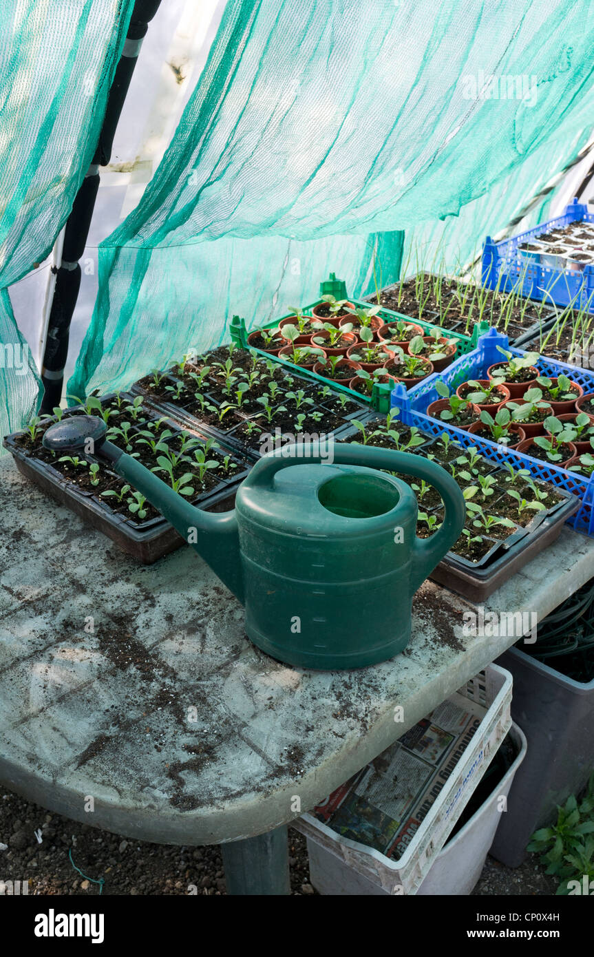 Inside a gardeners shed with seed trays and seedlings Stock Photo - Alamy