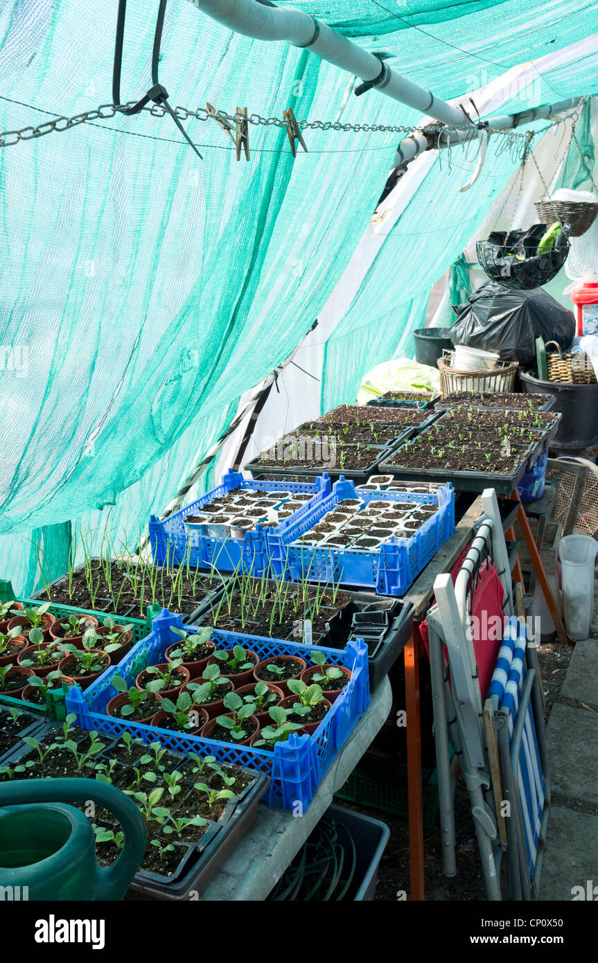 Inside a gardeners shed with seed trays and seedlings Stock Photo - Alamy