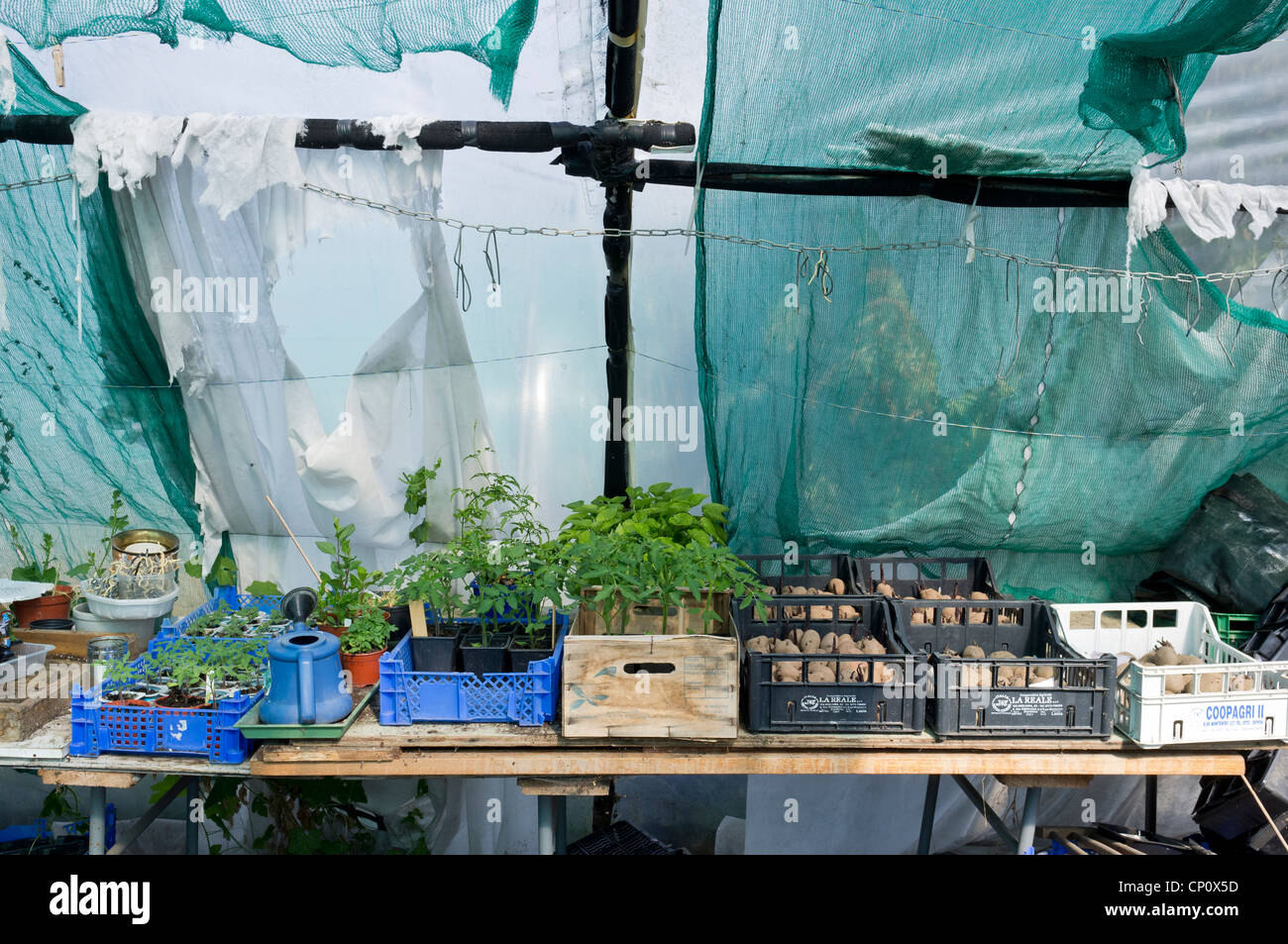 Inside a gardeners shed with seed trays and seedlings Stock Photo - Alamy