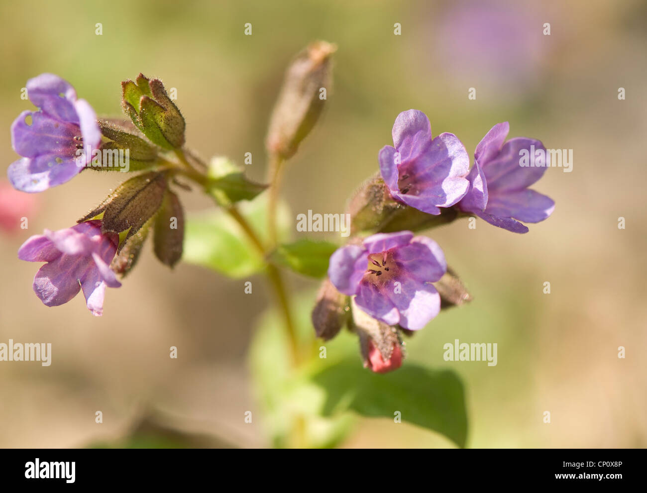 Red pulmonaria hi-res stock photography and images - Alamy