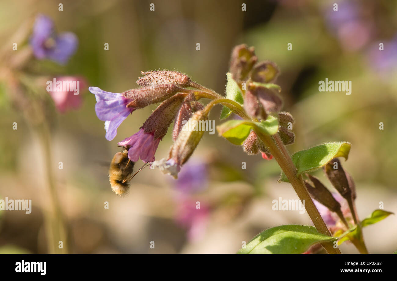 Pulmonaria bee hi-res stock photography and images - Alamy