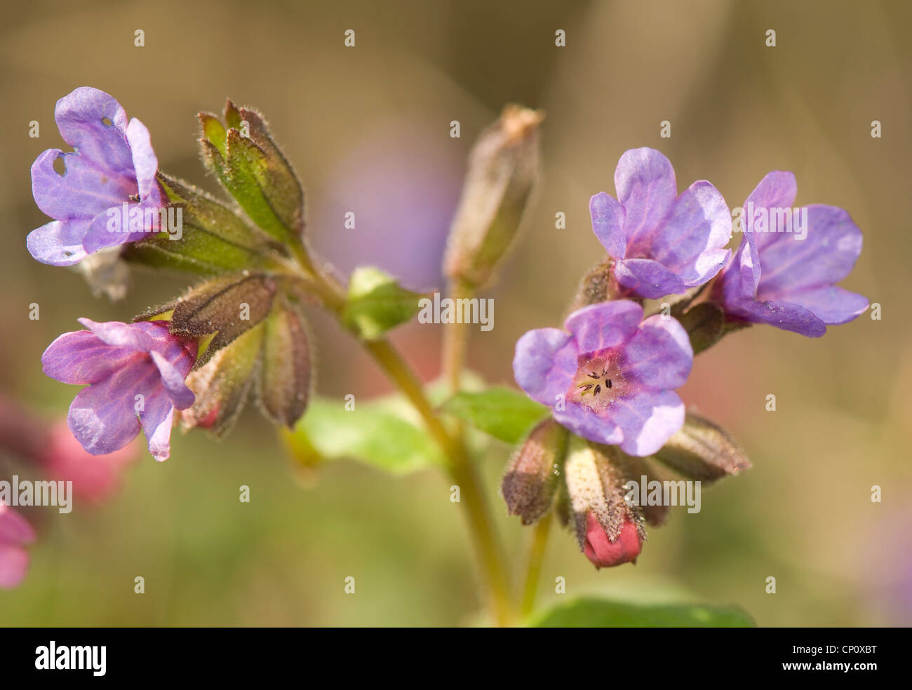Red pulmonaria hi-res stock photography and images - Alamy