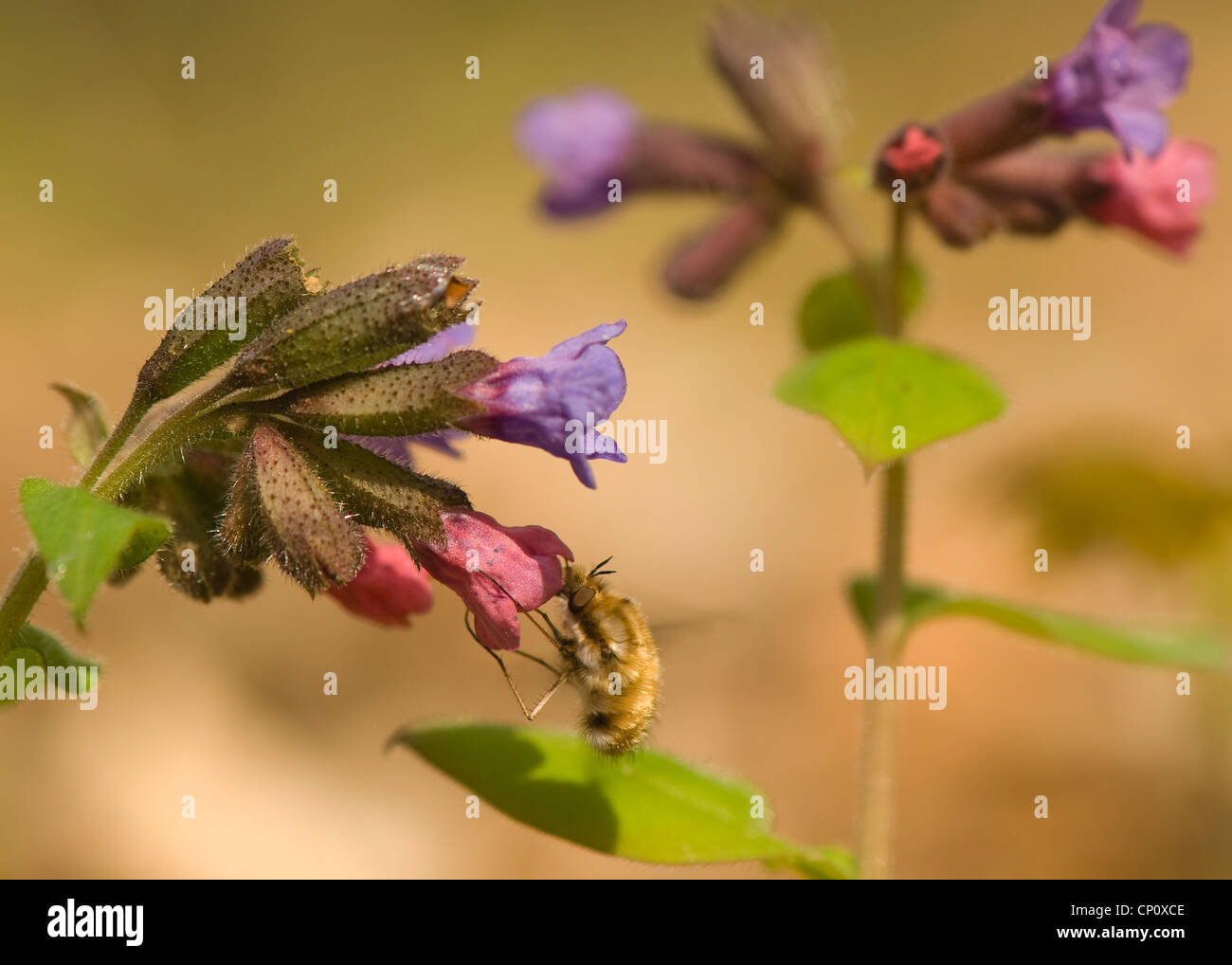 Pulmonaria bee hi-res stock photography and images - Alamy