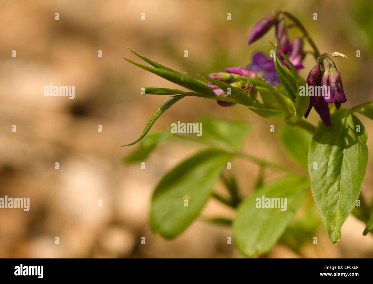 Lathyrus vernus spring vetchling hi-res stock photography and images ...