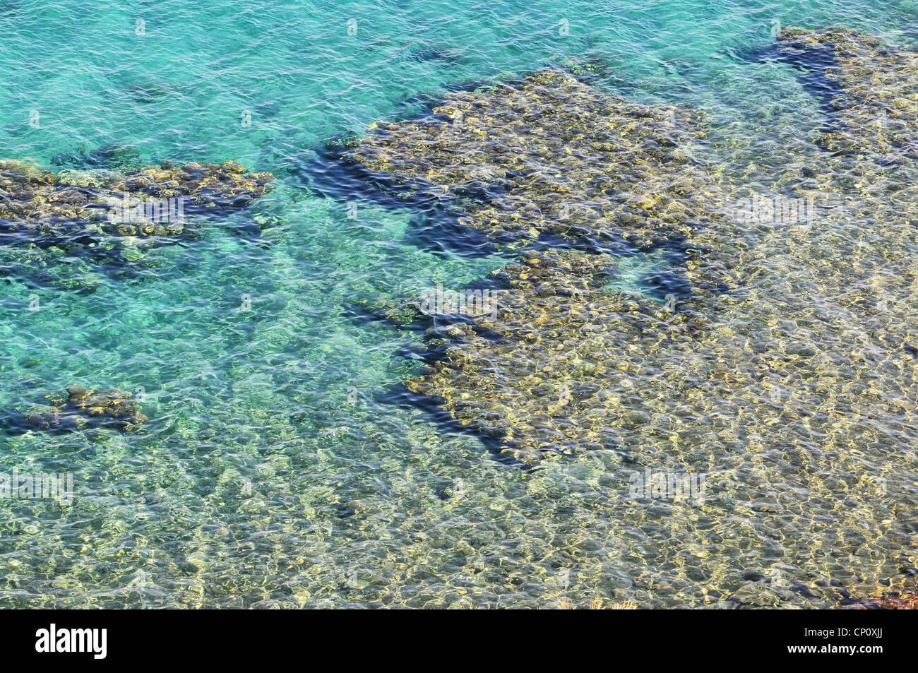 coral reef in Red Sea, Taba, Egypt Stock Photo - Alamy