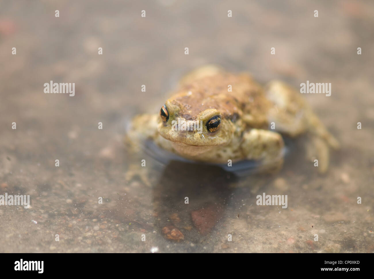 Bufo frog hi-res stock photography and images - Alamy