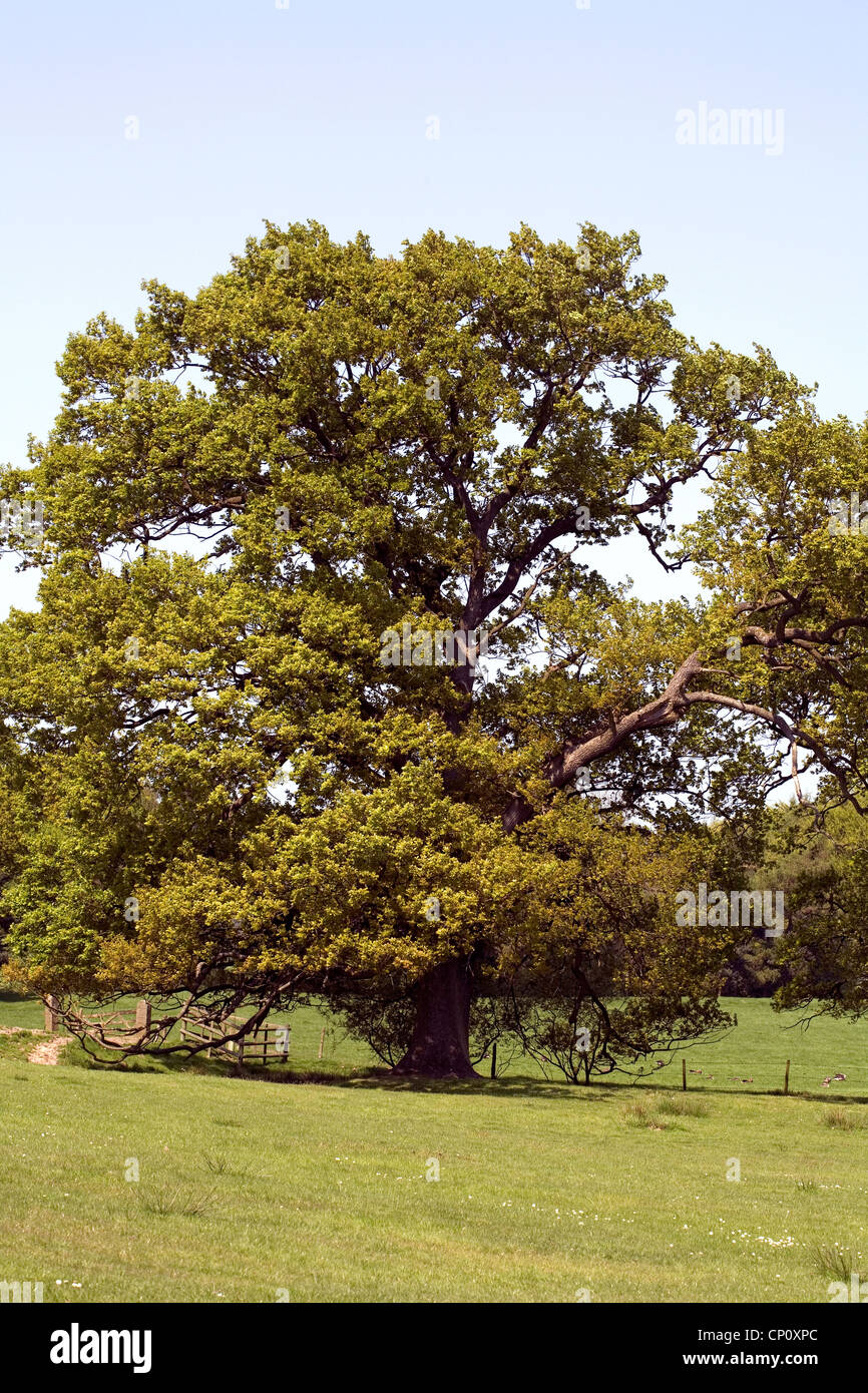 Oak trees spring near Hare Hill Alderley Edge Cheshire England Stock ...