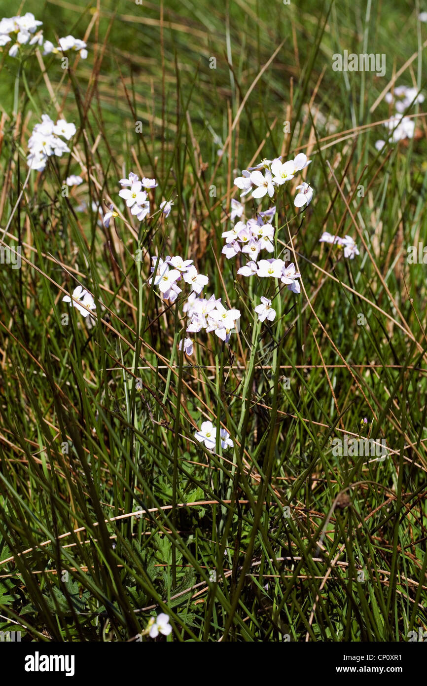 Cuckoo flower leaf hi-res stock photography and images - Alamy