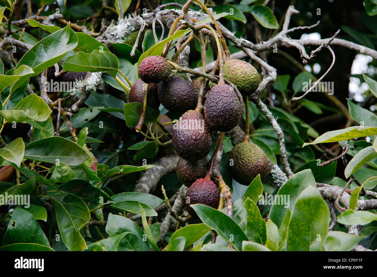Avocado fruit, Motueke, Nelson Stock Photo - Alamy