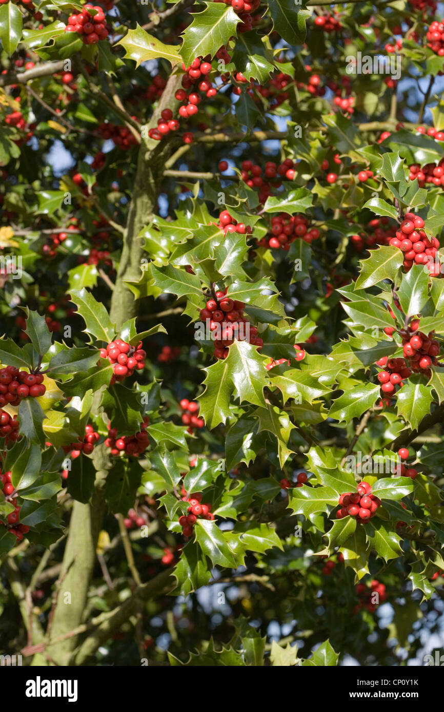 Holly Tree with berries Autumn The Fall Alderley Edge Cheshire England ...